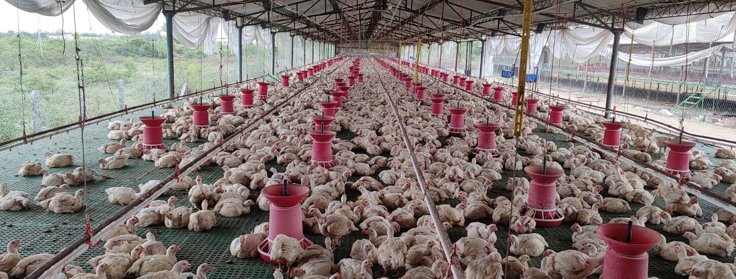 Goat Farming | PSR Polymers